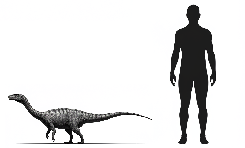 ピサノサウルス（Pisanosaurus）- 恐竜図鑑 – 恐竜マニア